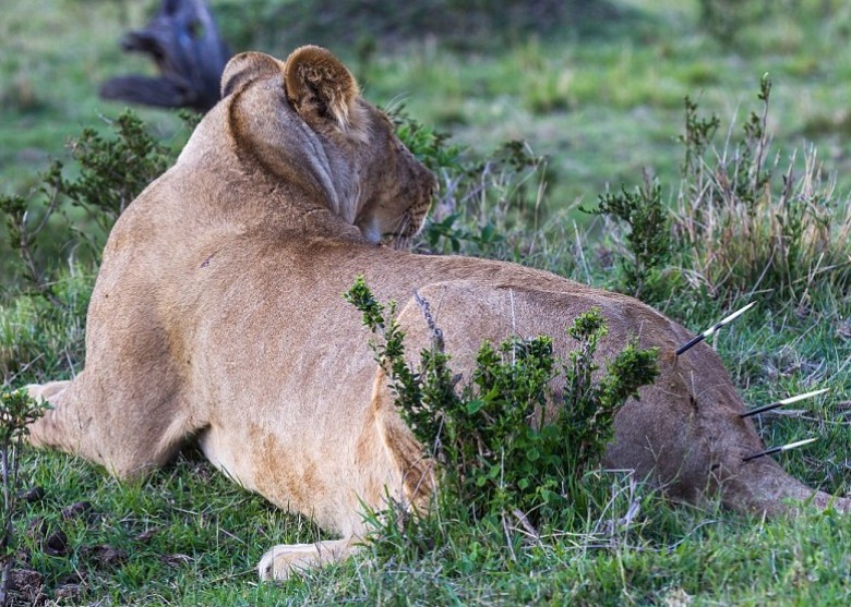 导游拍下特别一幕，狮子屁股后面插满箭猪箭，这是发生了什么？-今日头条