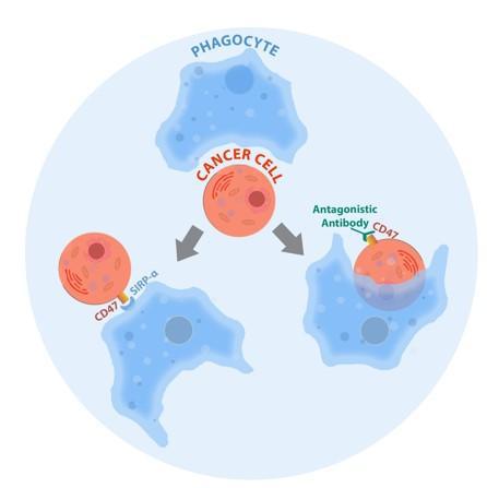 引领新一轮肿瘤免疫的热潮——CD47，到底是个啥？