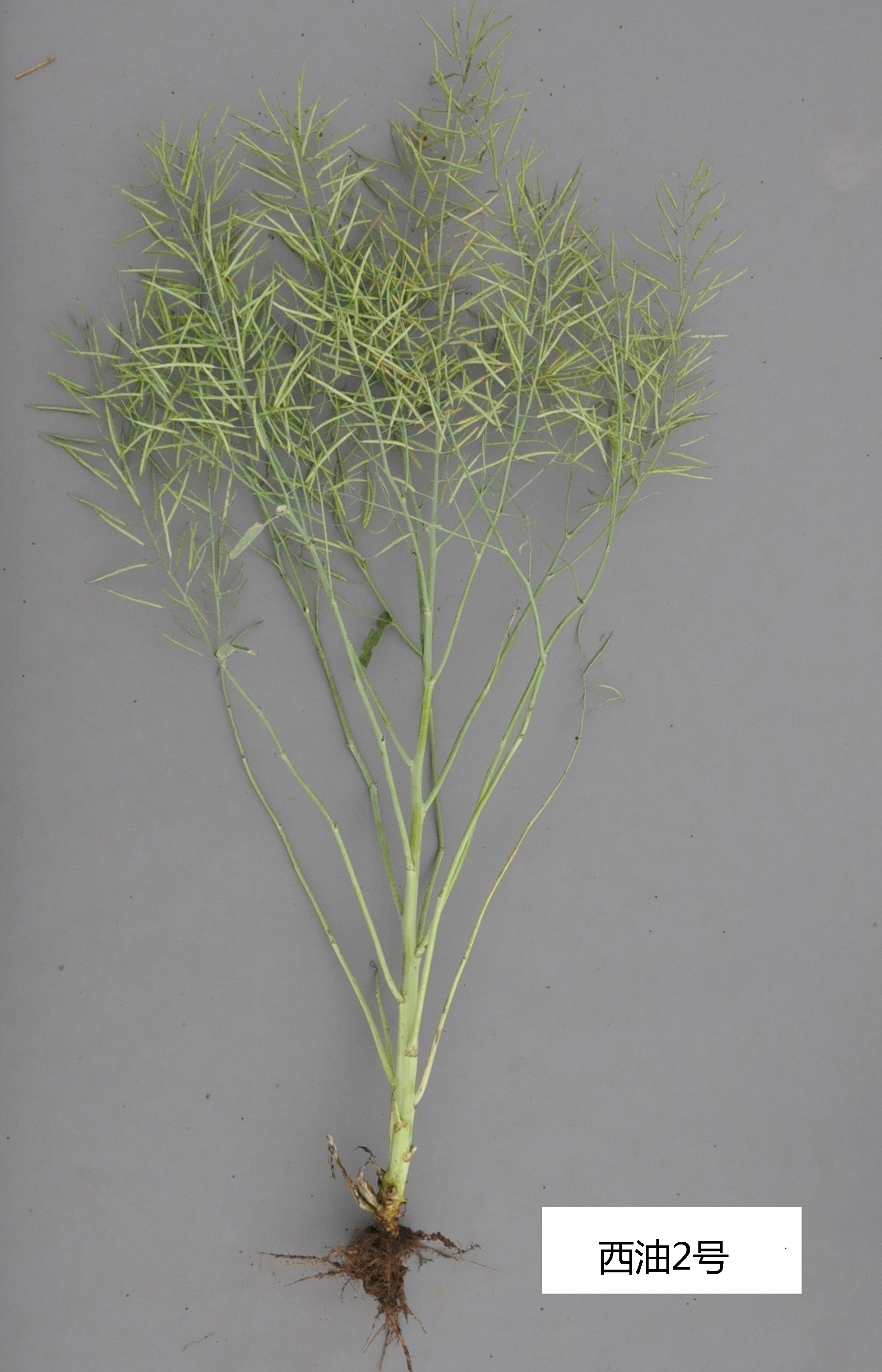 【陕西鸿塬种业】分享：11个油菜新品种推介！产油量高！抗裂荚、抗倒伏，还能机械采收