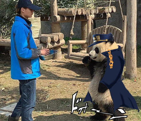 網友吐槽熊貓像EVA的明日香，之前還被吐槽像JOJO | 趣事頭條新聞 | havefun.buzz