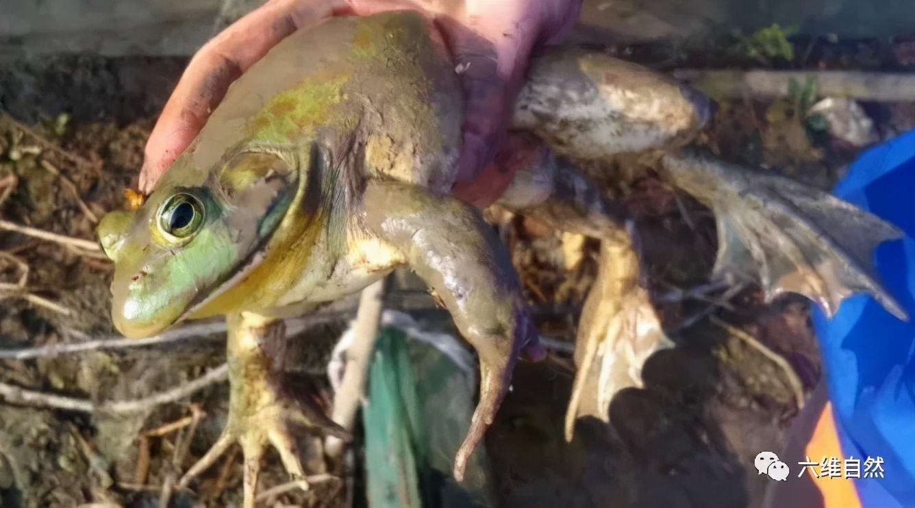 牛蛙吃鸡：一只游禽身子浮在水面，靠近一看原来是大牛蛙咬住了骨顶鸡头部_淡水两栖_西南渔业网 水产养殖专业网 渔业行业门户网 西南水产网 第一线 ...