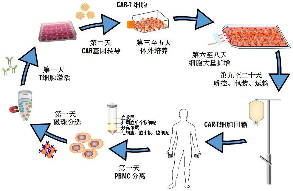 中国首款CAR-T细胞疗法Yescarta获批上市-印塔健康官网